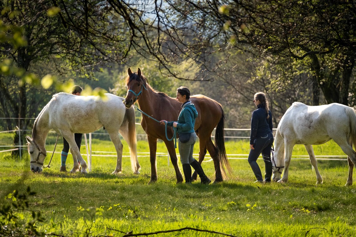 Photos JL Pillard :: Cheval-morvan
