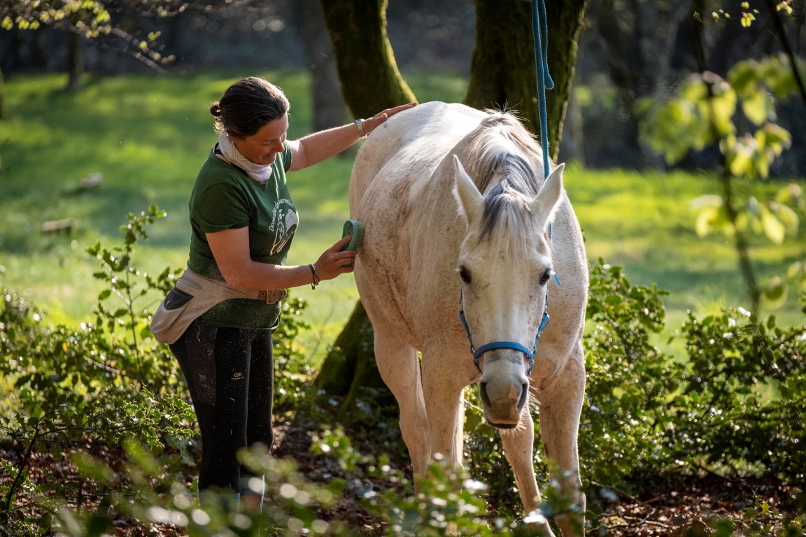 Photos JL Pillard :: Cheval-morvan