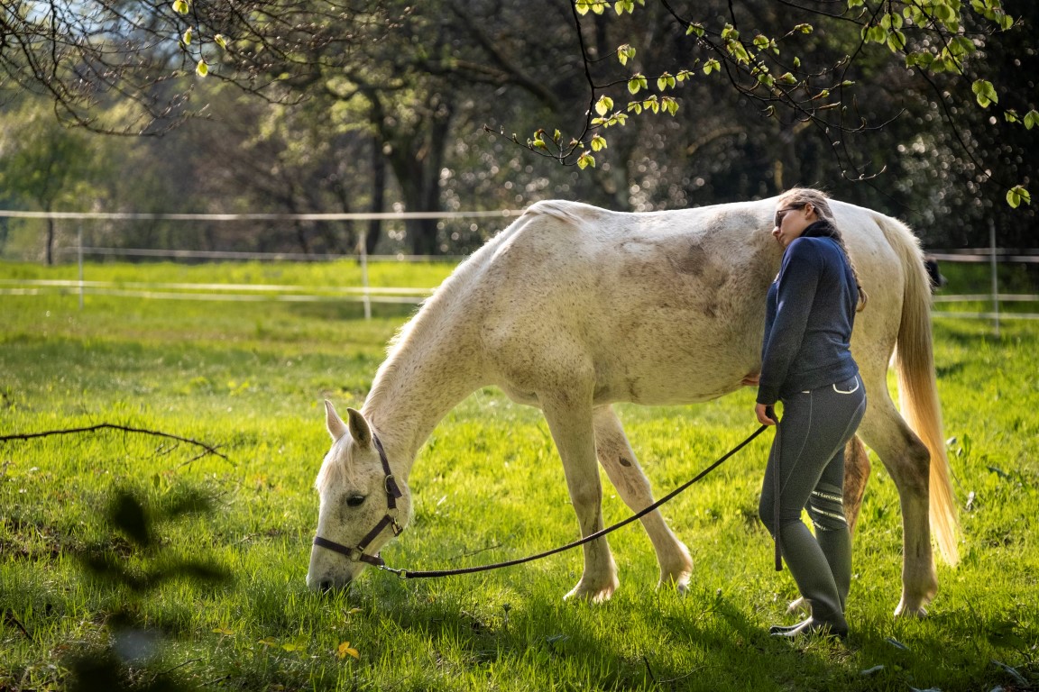 Photos JL Pillard :: Cheval-morvan
